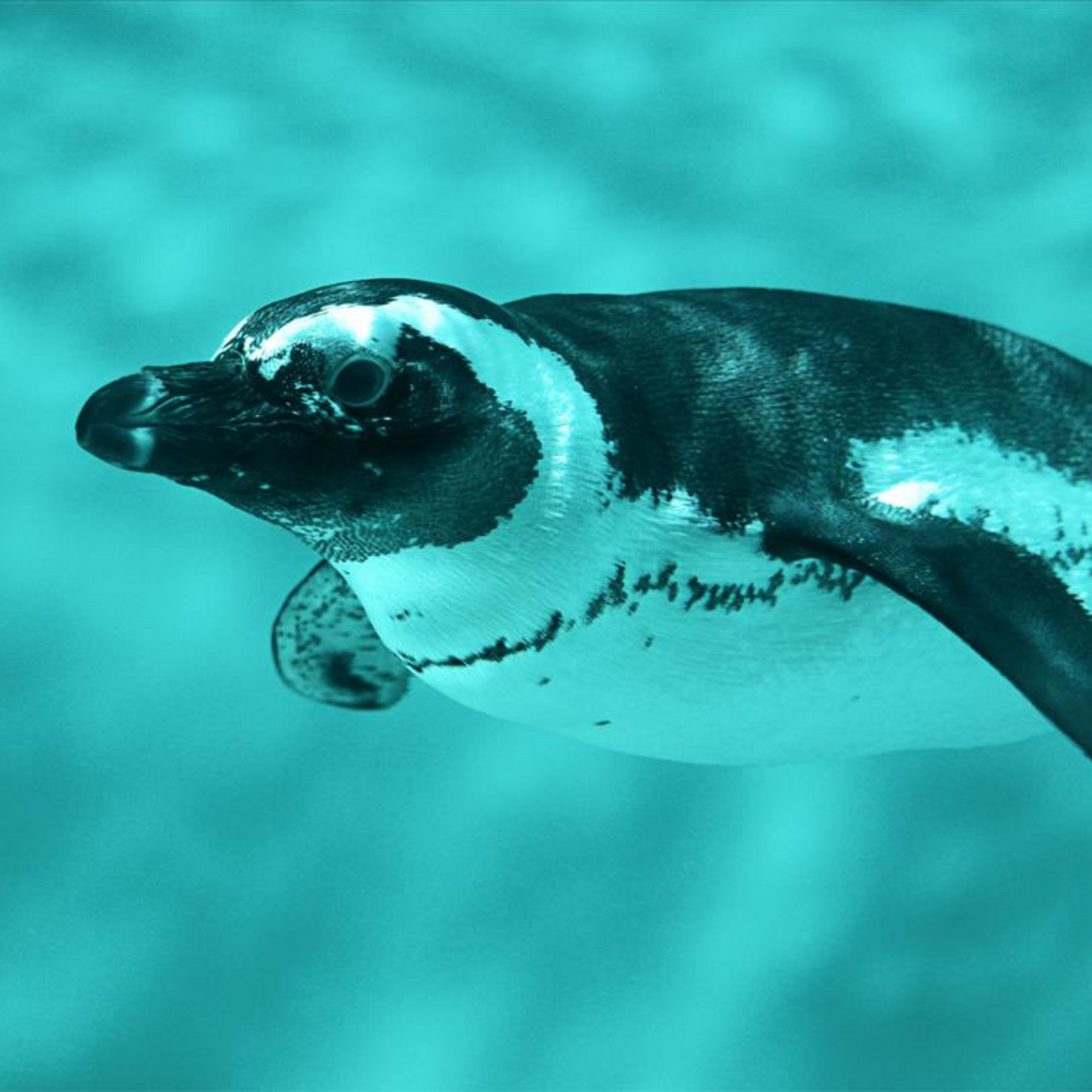 African Penguin – Toronto Zoo Wildlife Conservancy Adopt An Animal