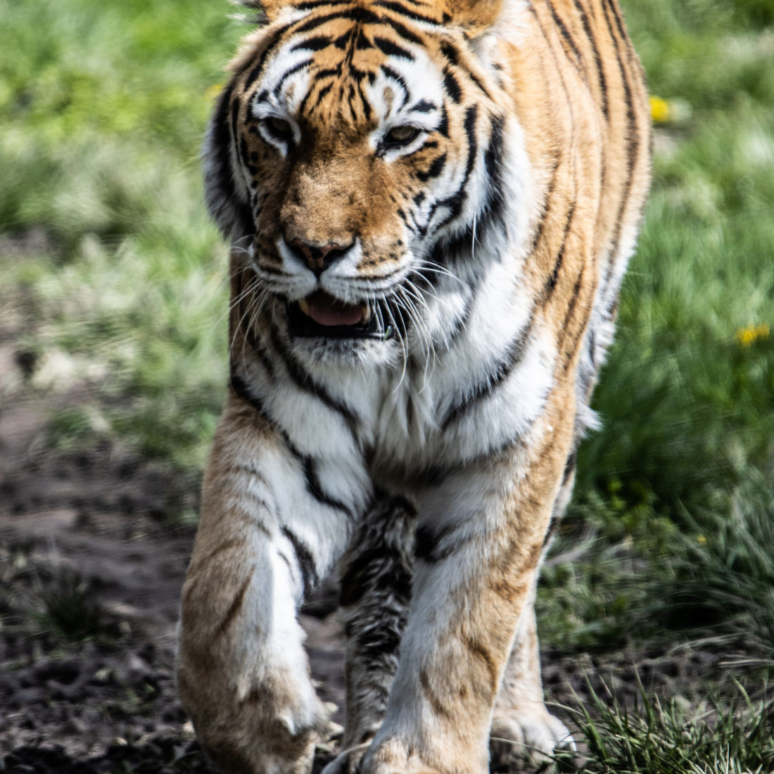 Amur Tiger – Toronto Zoo Wildlife Conservancy Adopt An Animal