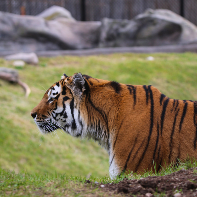Amur Tiger – Toronto Zoo Wildlife Conservancy Adopt An Animal