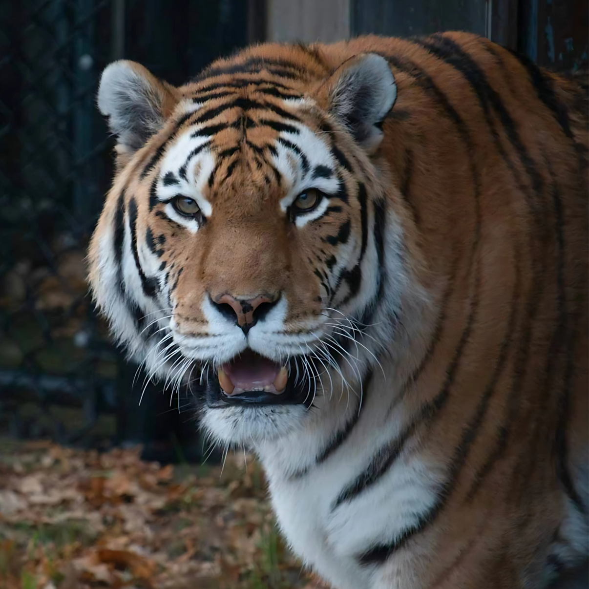 Amur Tiger, Mazyria – Toronto Zoo Wildlife Conservancy Adopt An Animal