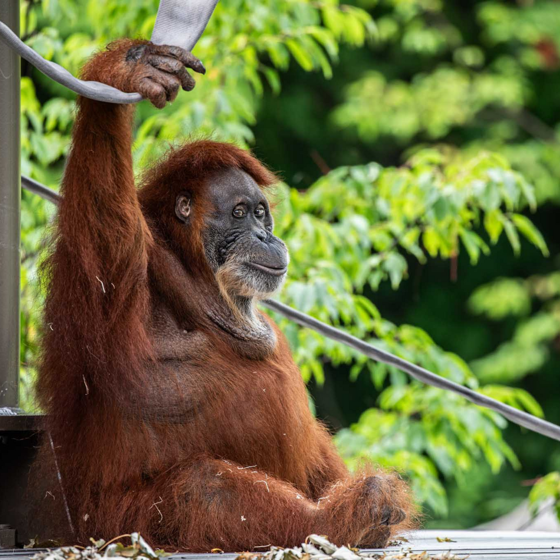 Sumatran Orangutan, Puppe – Toronto Zoo Wildlife Conservancy Adopt An ...