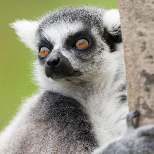 Contact Us – Toronto Zoo Wildlife Conservancy Adopt An Animal