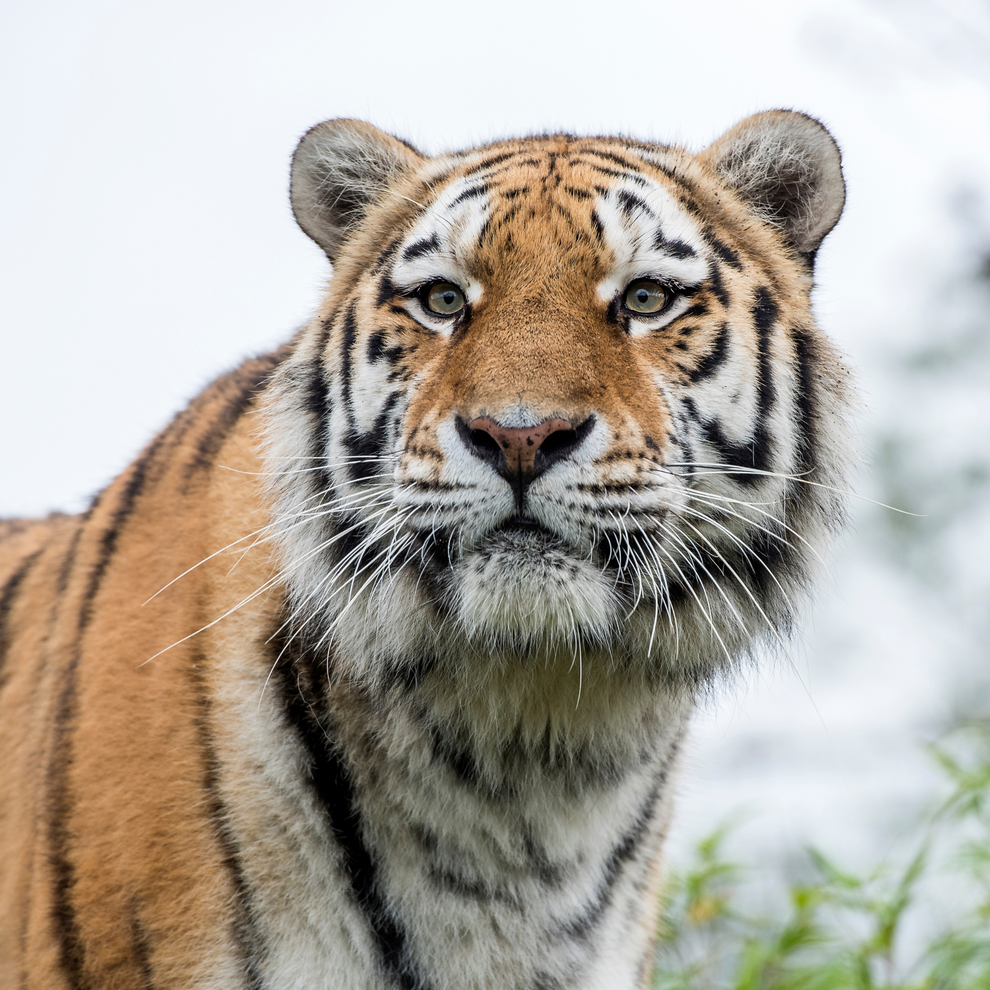 Amur Tiger – Toronto Zoo Wildlife Conservancy Adopt An Animal
